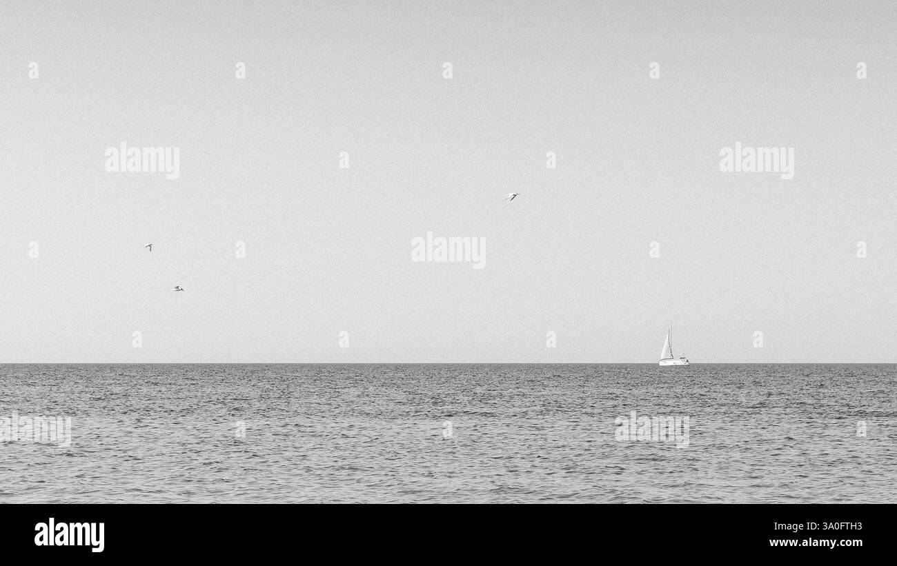 Sailboat on the horizon and seagulls flying over the sea. Black and ...