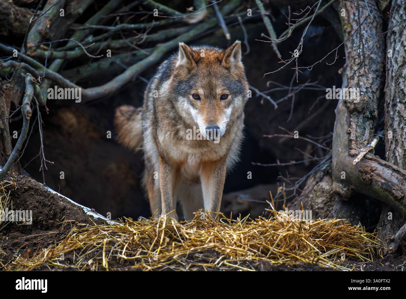 Gray wolf (Canis lupus) emerging from den in forest Stock Photo - Alamy