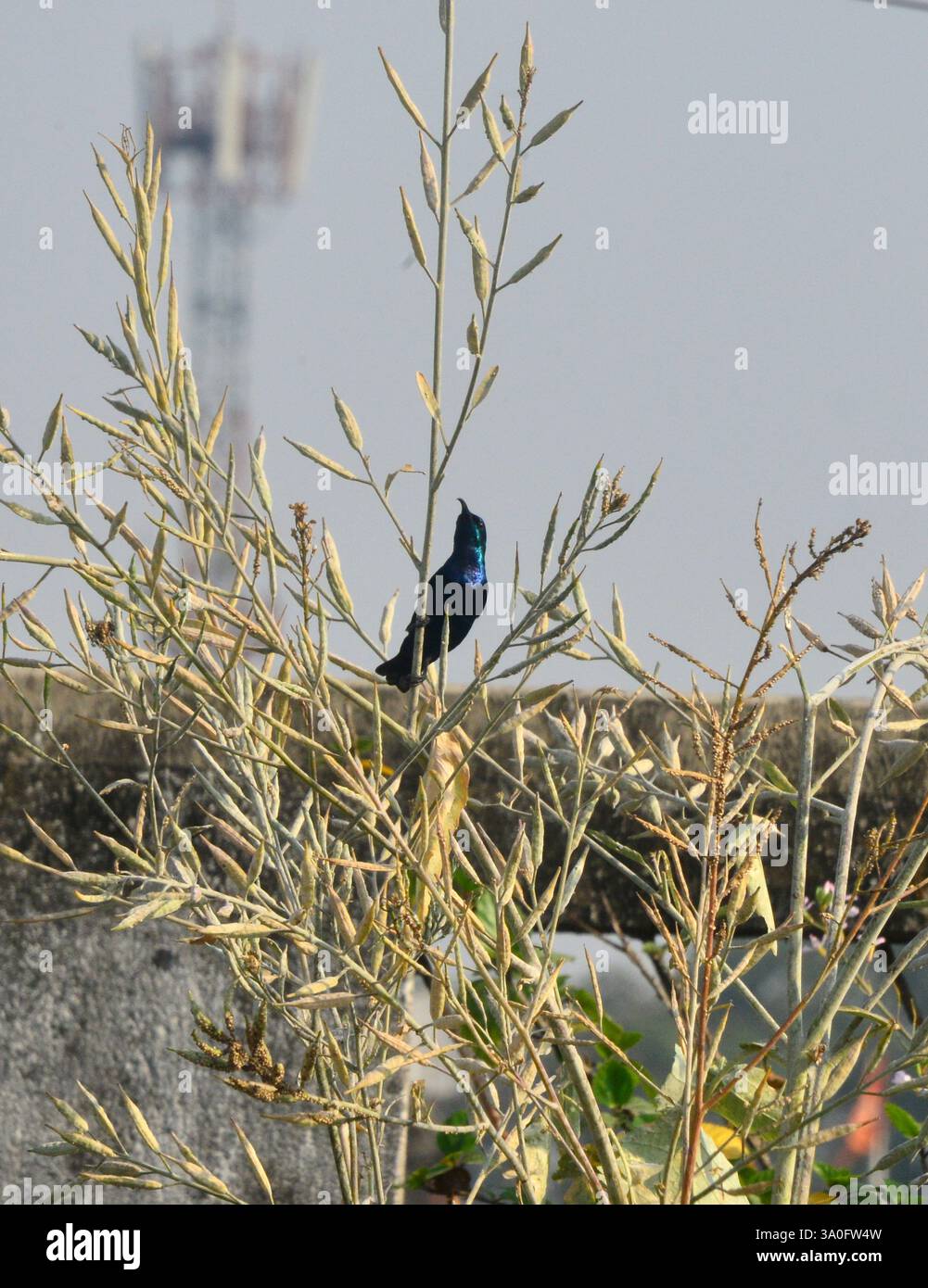 Siliguri, West Bengal, India. 4th Mar, 2025. A Purple sunbird sits on a mustard seed plant as it ...