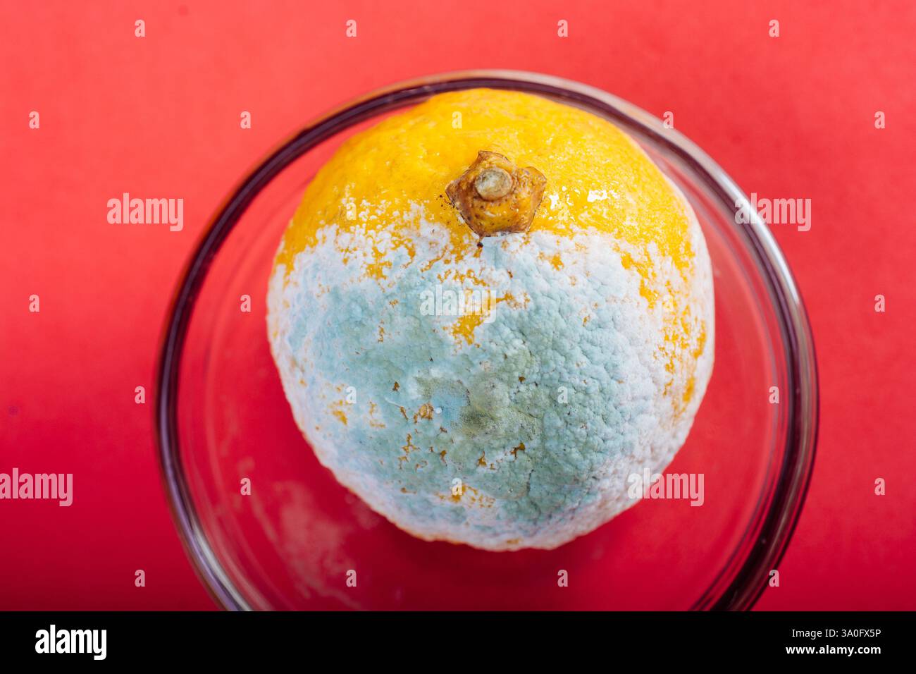 A rotten lemon citrus fruit covered with fungus. Improper storage of ...