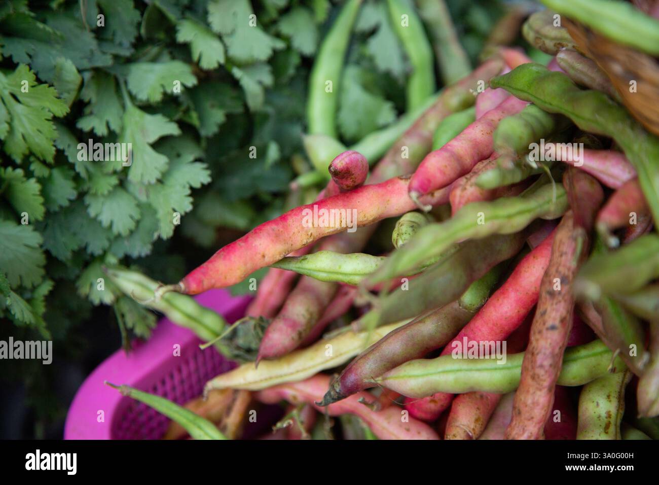Red bean pods at a market in Oaxaca, Mexico Stock Photo - Alamy