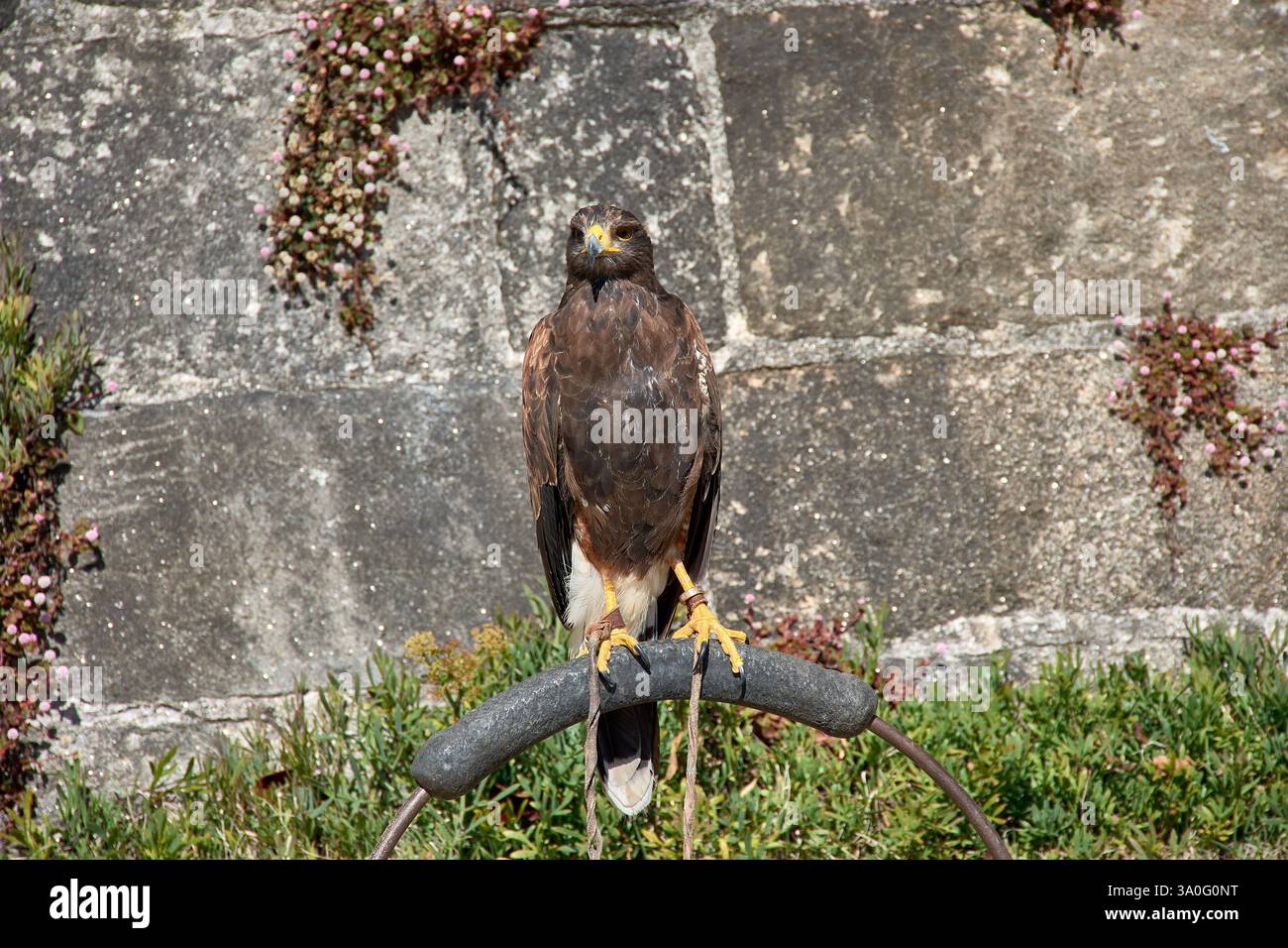 A striking image of a young Harris's hawk perched against a textured ...