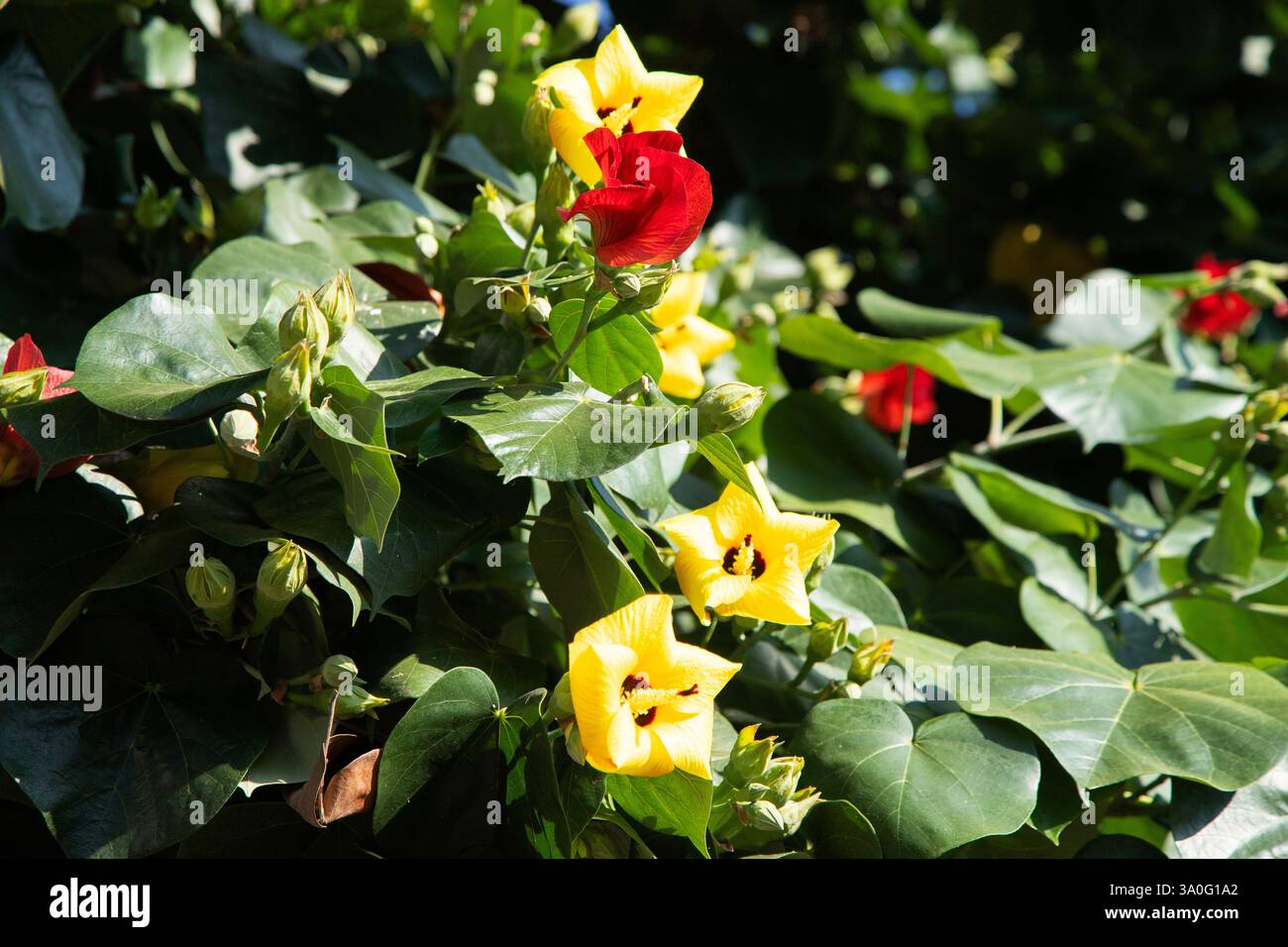 The African tulip tree (Spathodea campanulata). Colorful flowers in the ...