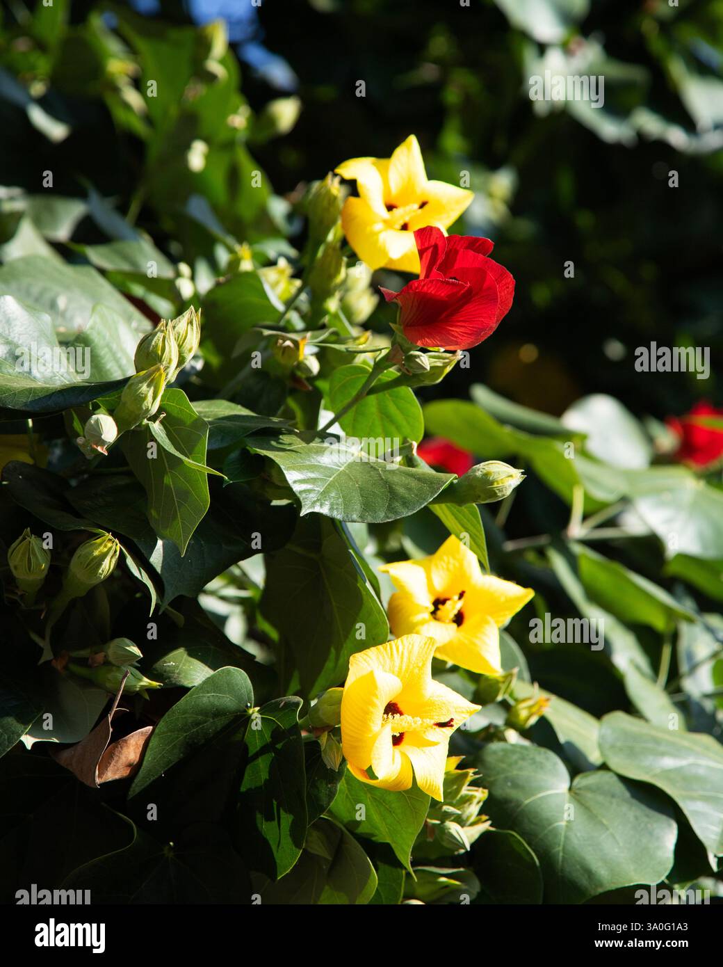 The African tulip tree (Spathodea campanulata). Colorful flowers in the ...