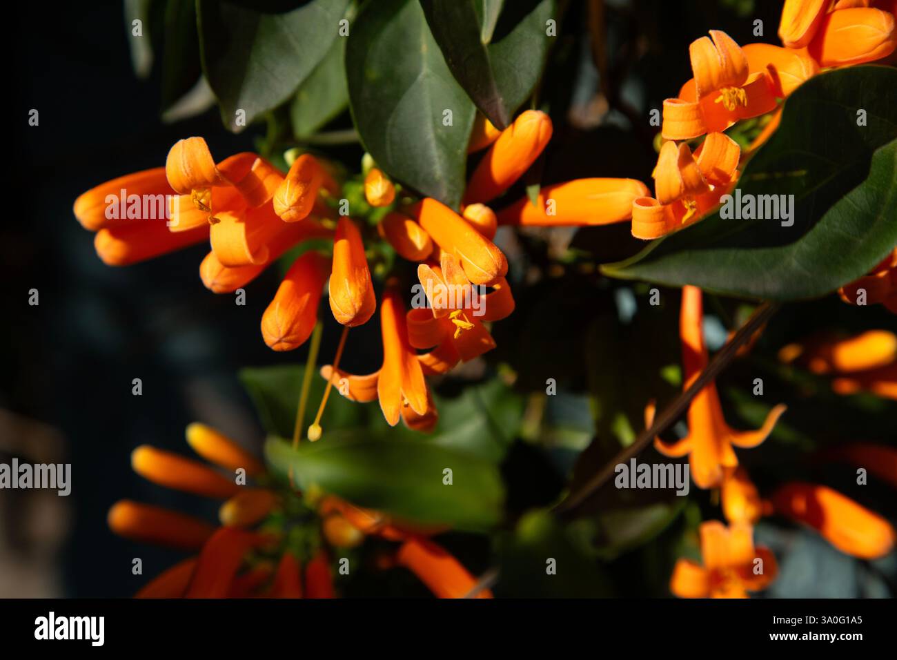 The African tulip tree (Spathodea campanulata). Colorful flowers in the ...