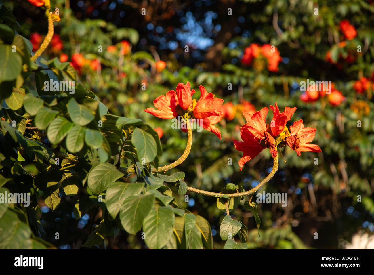 The African tulip tree (Spathodea campanulata). Colorful flowers in the ...