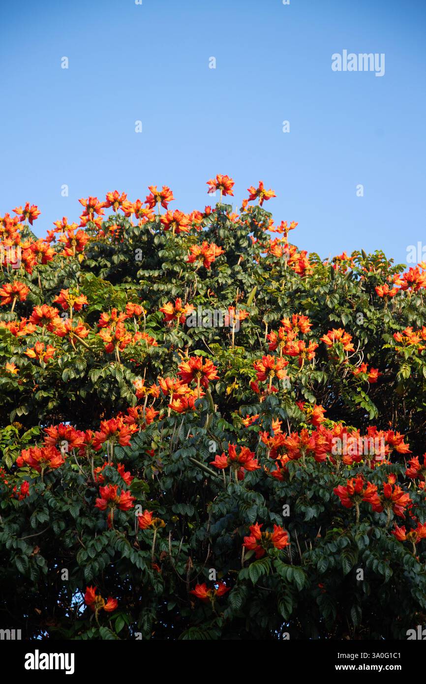 The African tulip tree (Spathodea campanulata). Colorful flowers in the ...