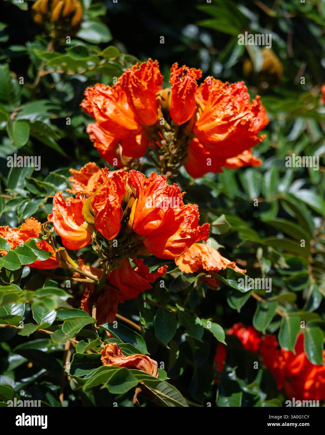 The African tulip tree (Spathodea campanulata). Colorful flowers in the ...
