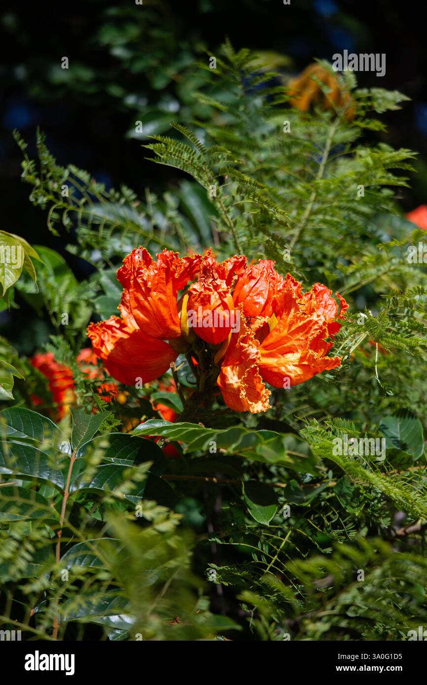 The African tulip tree (Spathodea campanulata). Colorful flowers in the ...