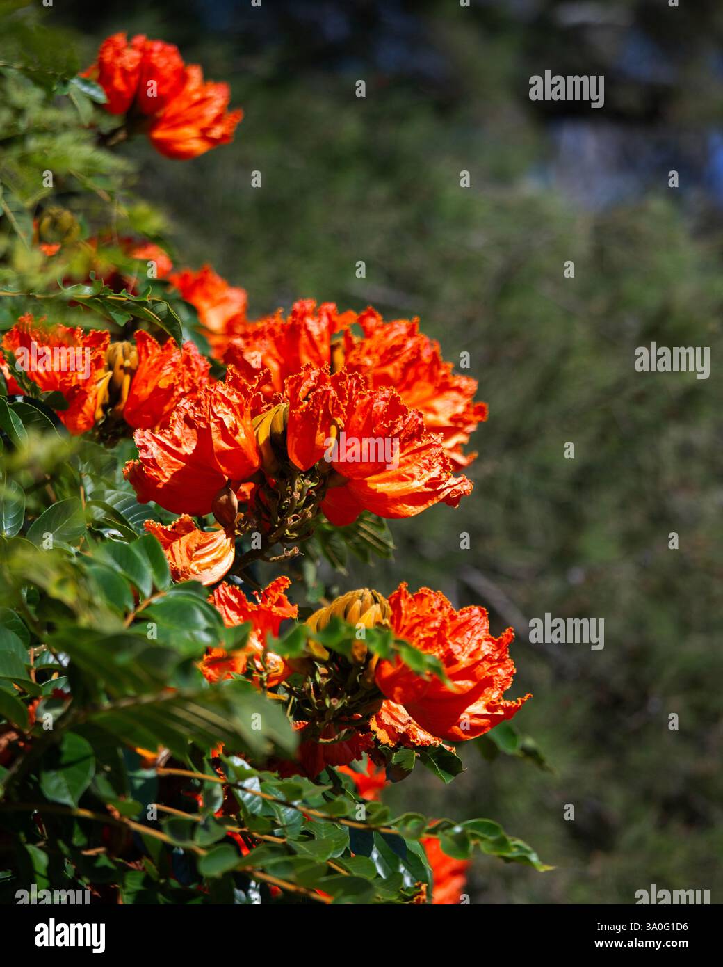 The African tulip tree (Spathodea campanulata). Colorful flowers in the ...