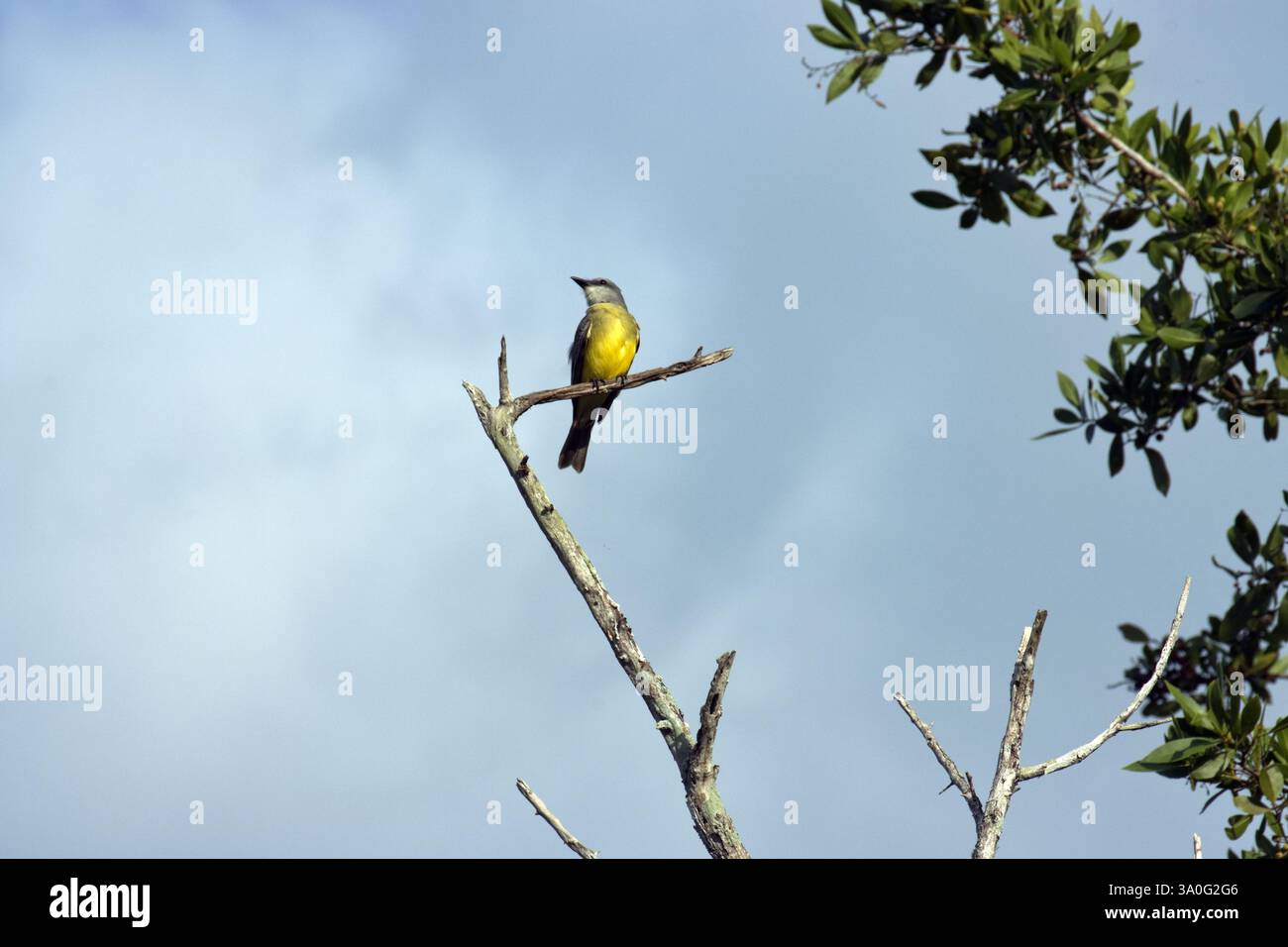 Singing bird in Tree Stock Photo - Alamy