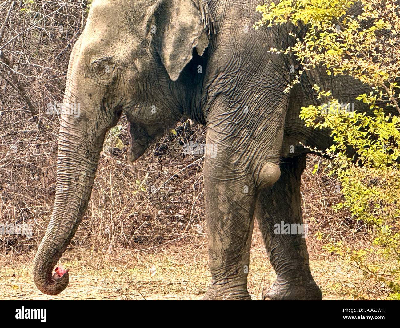 Tambon Thamairuak, Thailand. 27th Feb, 2025. An abscess can be seen on ...