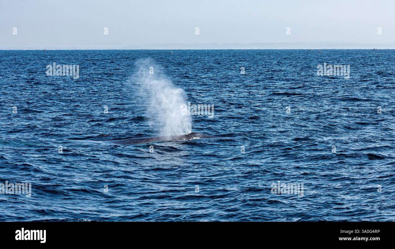 A big blue whale at Sri Lanka Stock Photo - Alamy