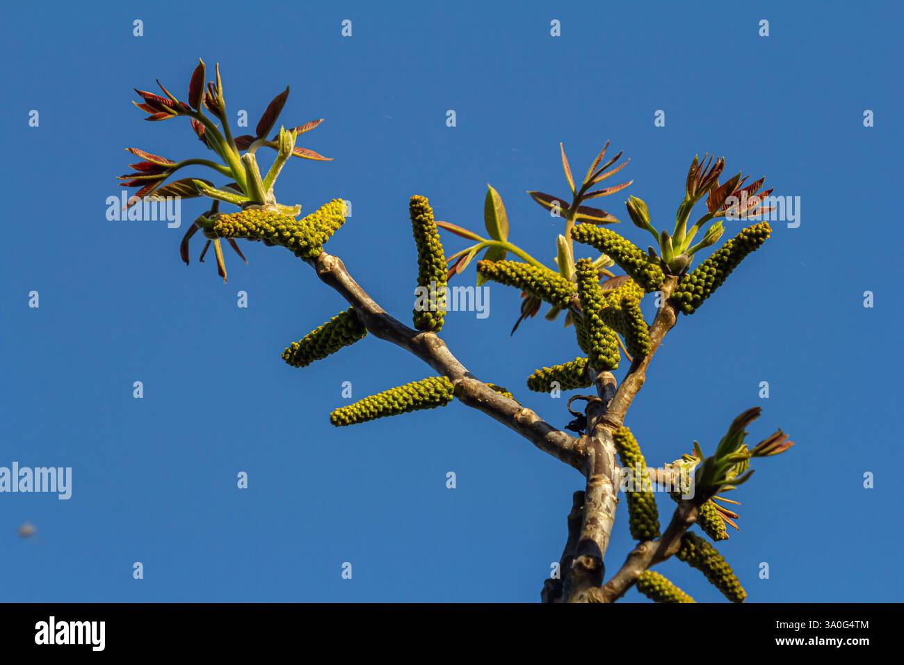 Walnut tree in blossom, male flowers on branches. Early spring. Close ...