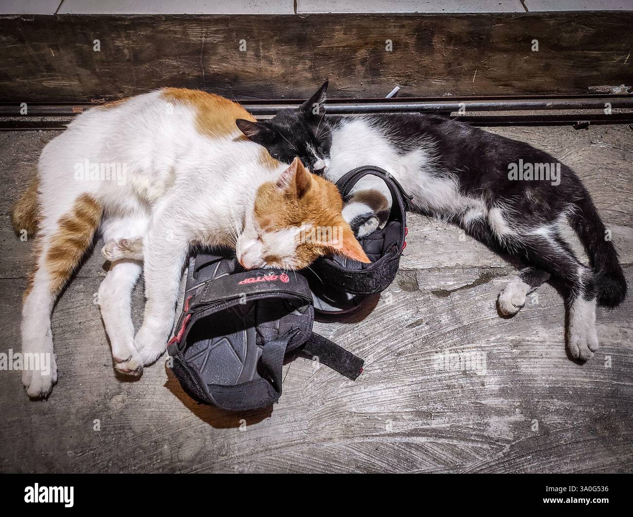 Two adorable cats curled up together for a nap on a concrete floor ...