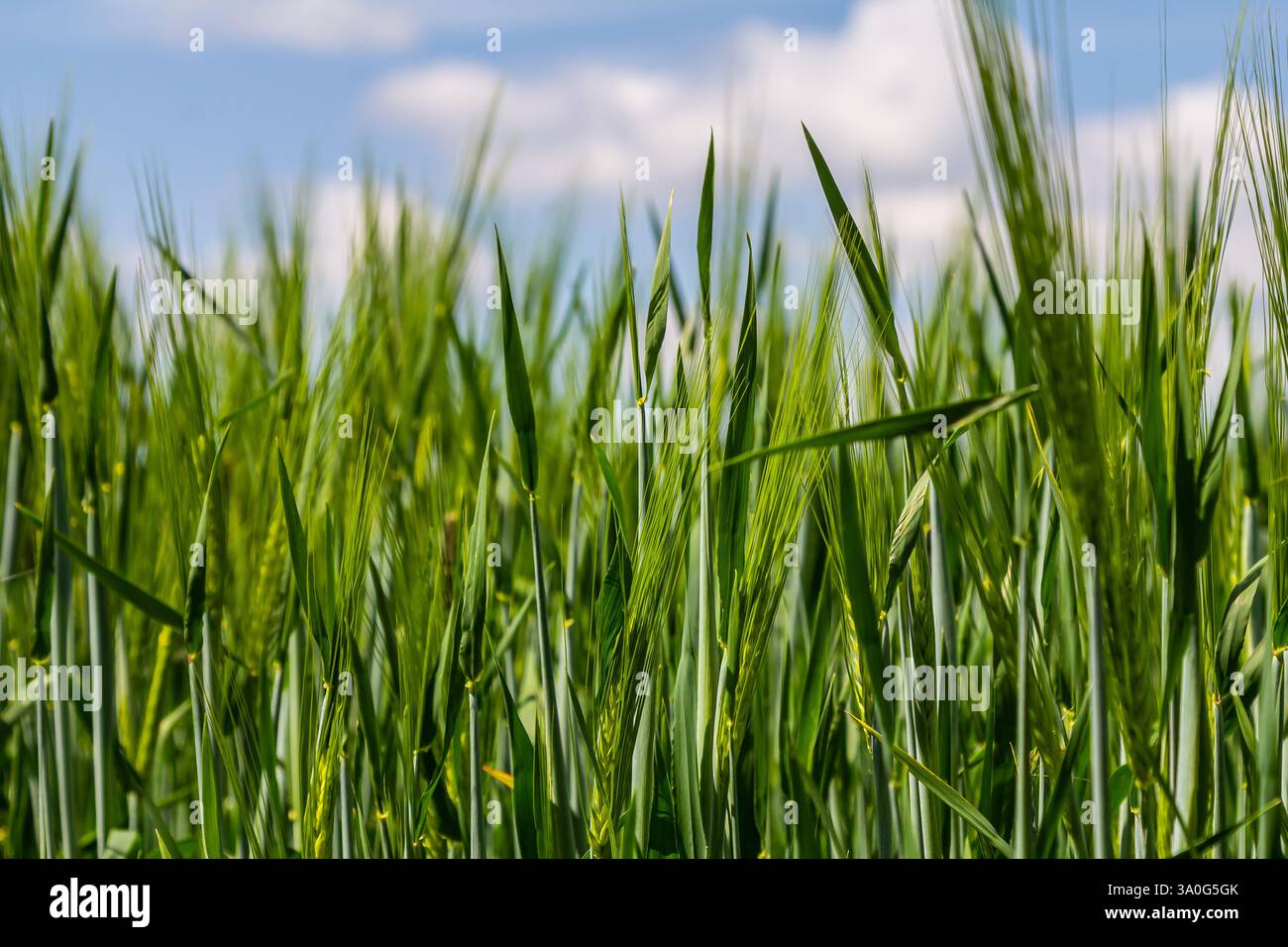Fluffy planting hi-res stock photography and images - Alamy