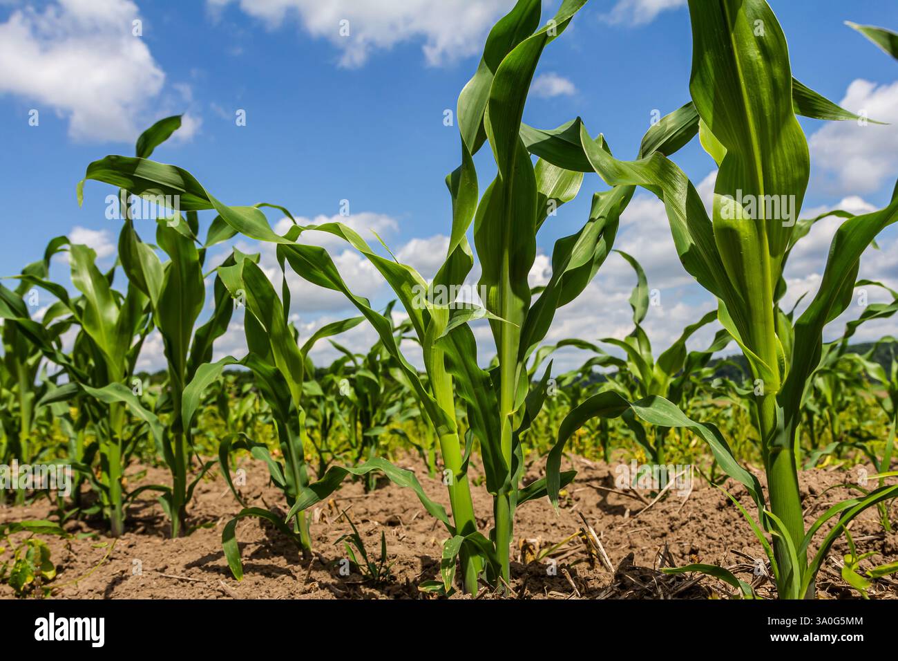 An industrial field of corn sprouts growing in black soil. Corn grow in ...