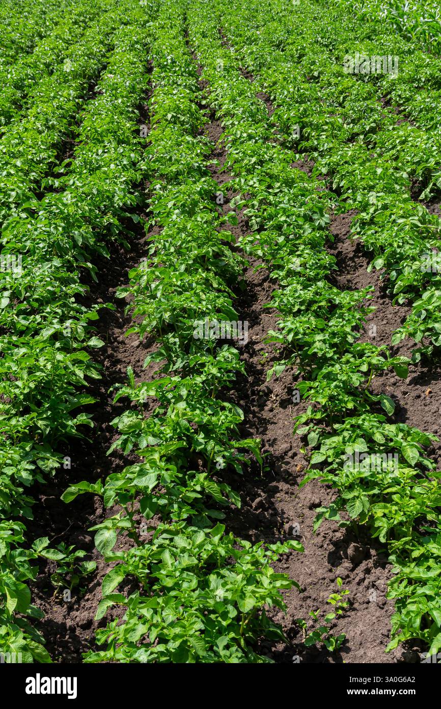 potato field growing season, freshly watered, wet soil and aerial view ...