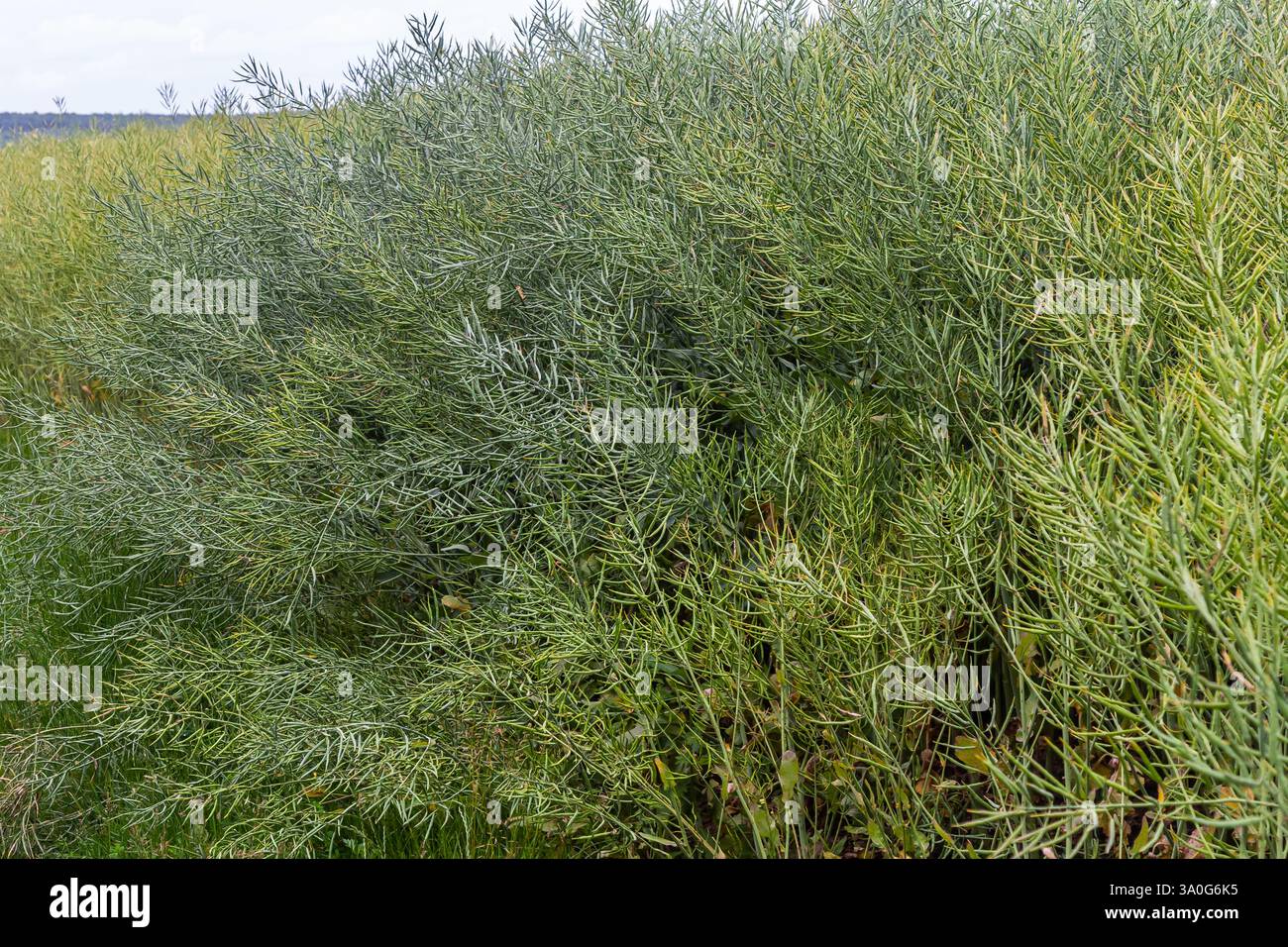 Lush green shrubbery adds hi-res stock photography and images - Alamy