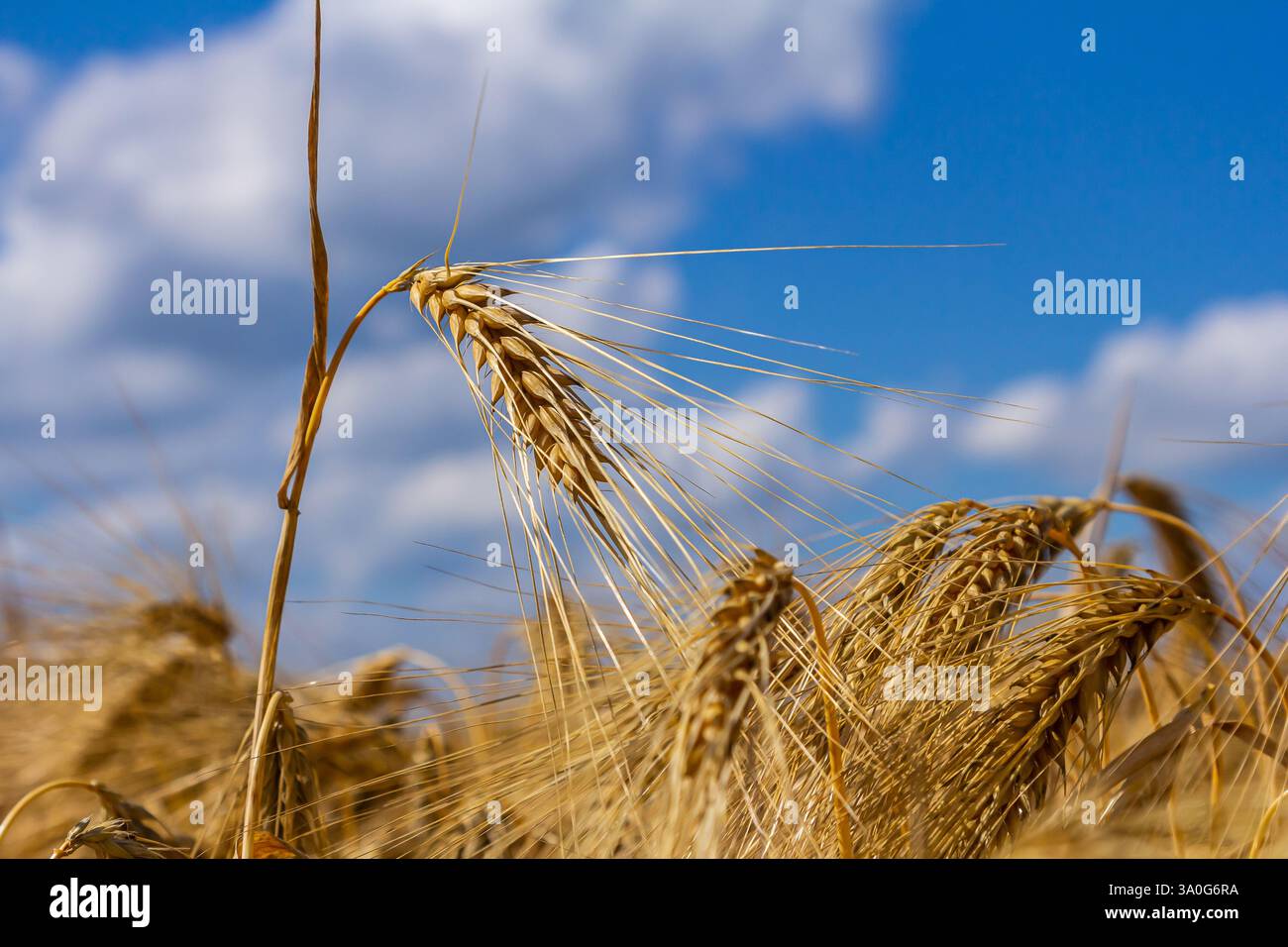 Wheat plants stand tall with golden grains glistening in the sunlight ...
