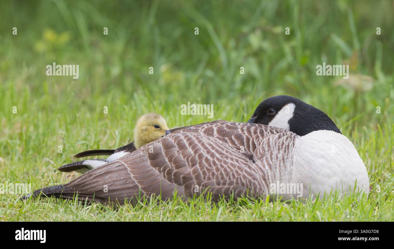 Canada Goose [ Branta canadensis ] resting on grass with gosling poking ...