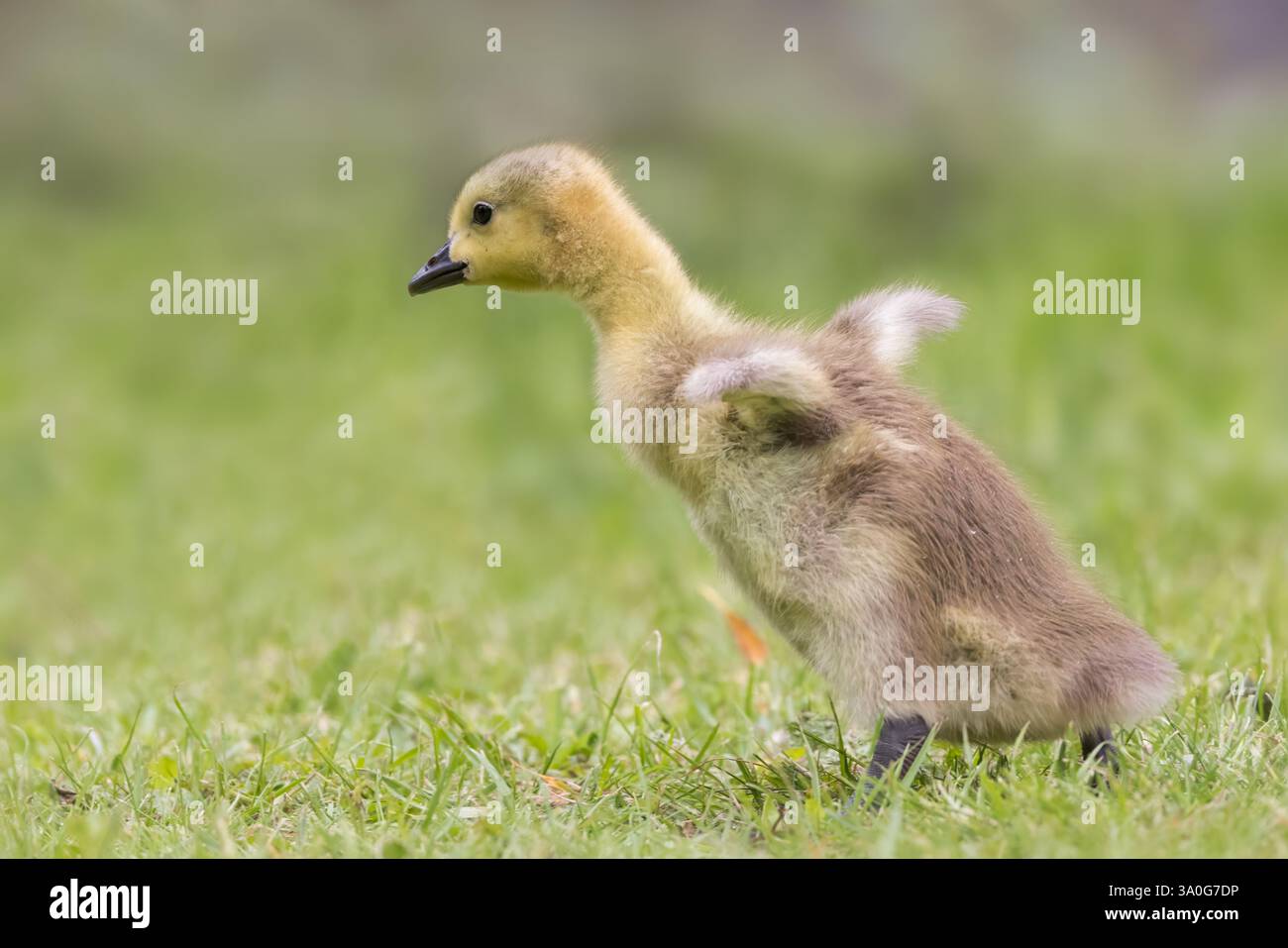 Canada Goose [ Branta canadensis ] gosling running on grass Stock Photo ...