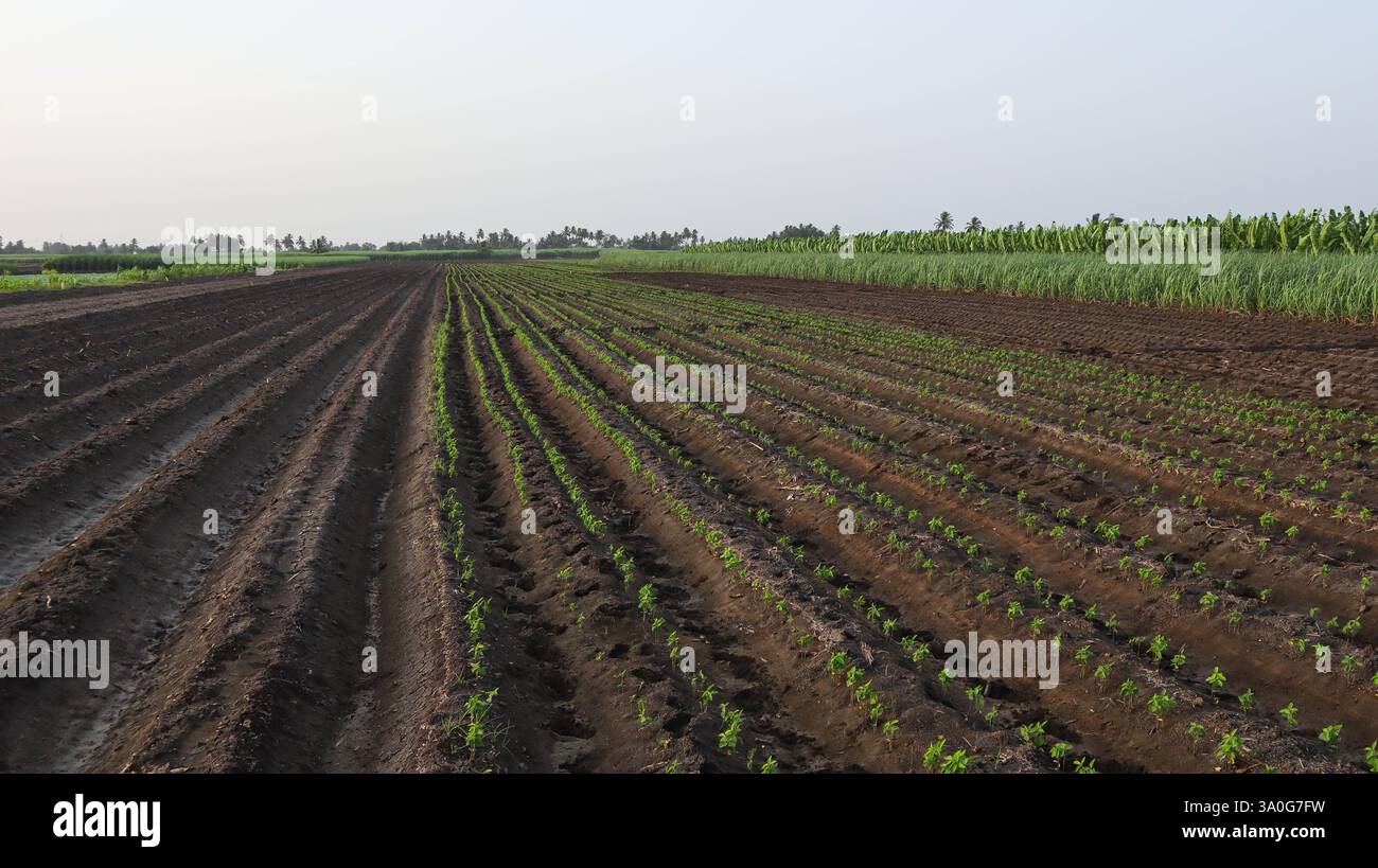 Organic farm land hi-res stock photography and images - Alamy