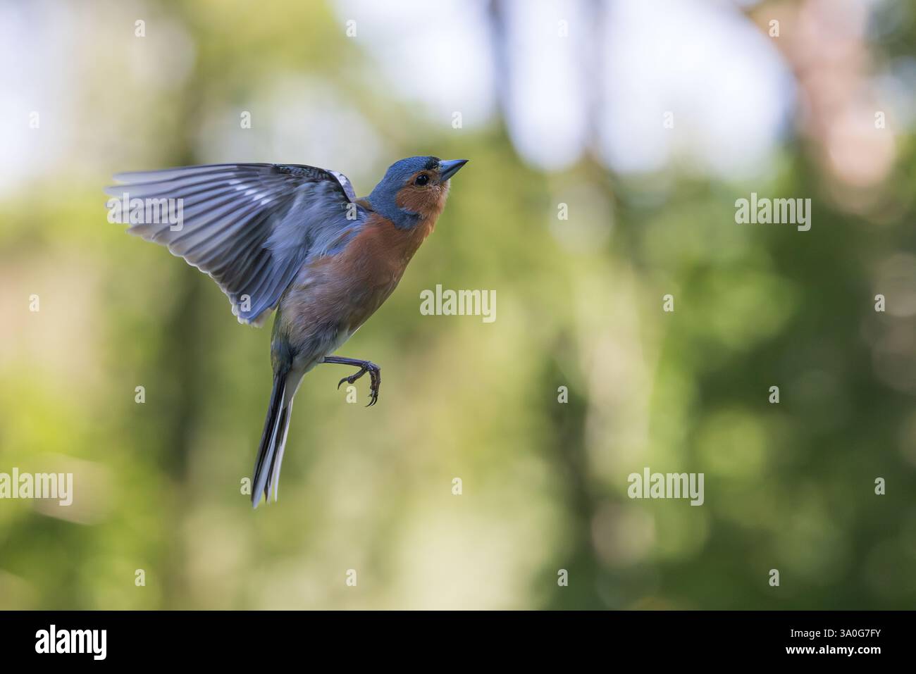 Eurasian Chaffinch [ Fringilla coelebs ] male bird in flight Stock ...