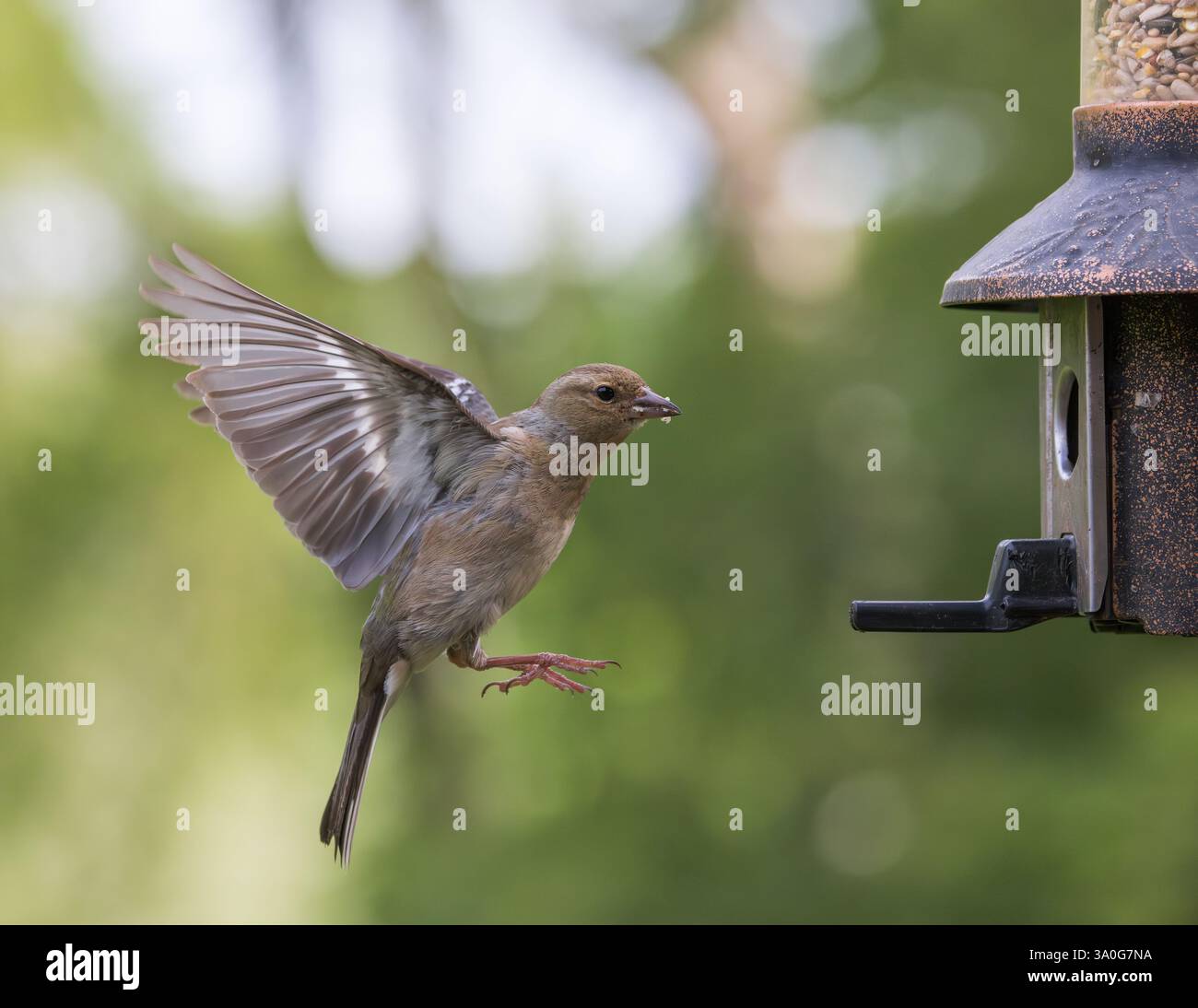 Eurasian Chaffinch [ Fringilla coelebs ] female bird in flight at ...
