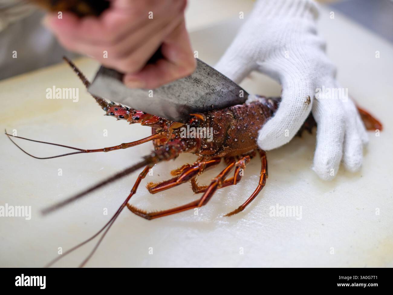 Hiroyuki Matsumura prepares Ise-ebi (Japanese spiny lobster) for ...