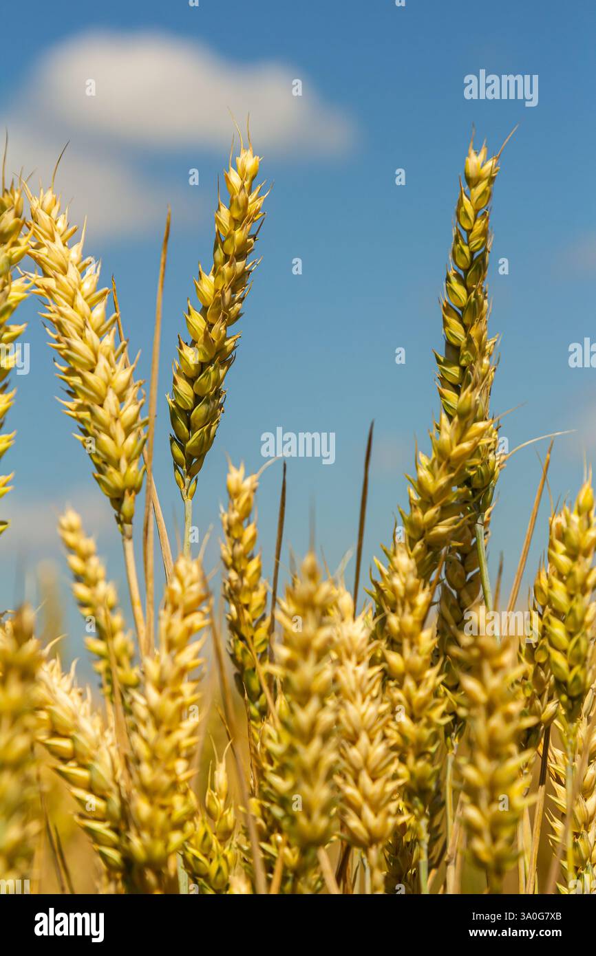 Stalks of golden wheat stand tall against a vibrant blue sky dotted ...