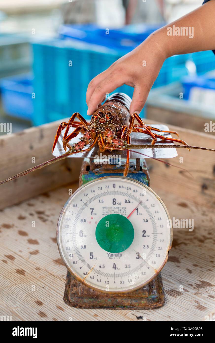 An Ise-ebi (Japanese spiny lobster) is weighed at the fish market on ...