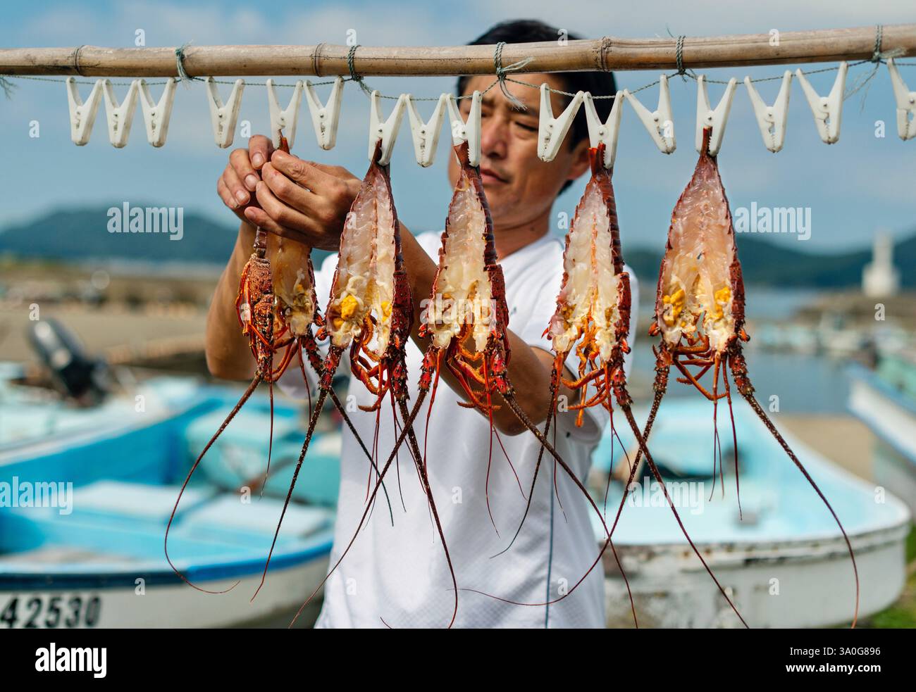 Hiroyuki Matsumura hangs out Ise-ebi (Japanese spiny lobster) to dry as ...