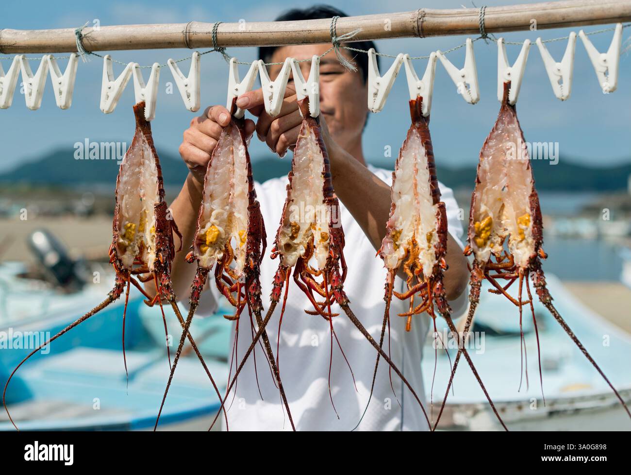 Hiroyuki Matsumura hangs out Ise-ebi (Japanese spiny lobster) to dry as ...