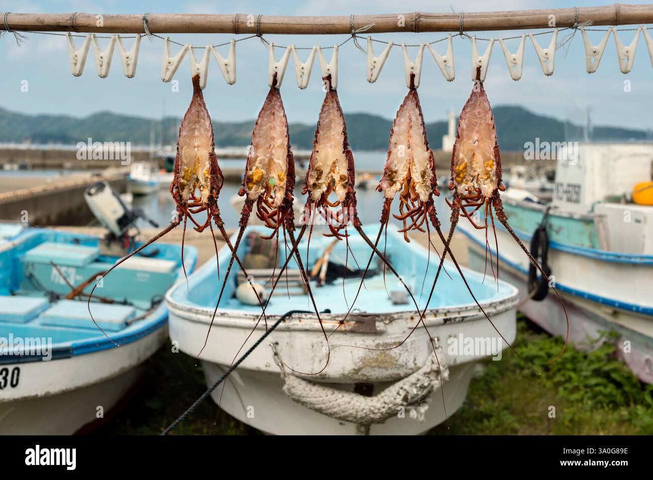 Hiroyuki Matsumura hangs out Ise-ebi (Japanese spiny lobster) to dry as ...