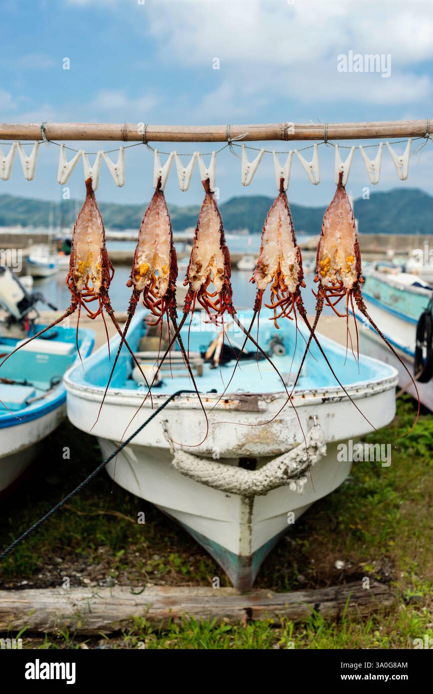 Hiroyuki Matsumura hangs out Ise-ebi (Japanese spiny lobster) to dry as ...