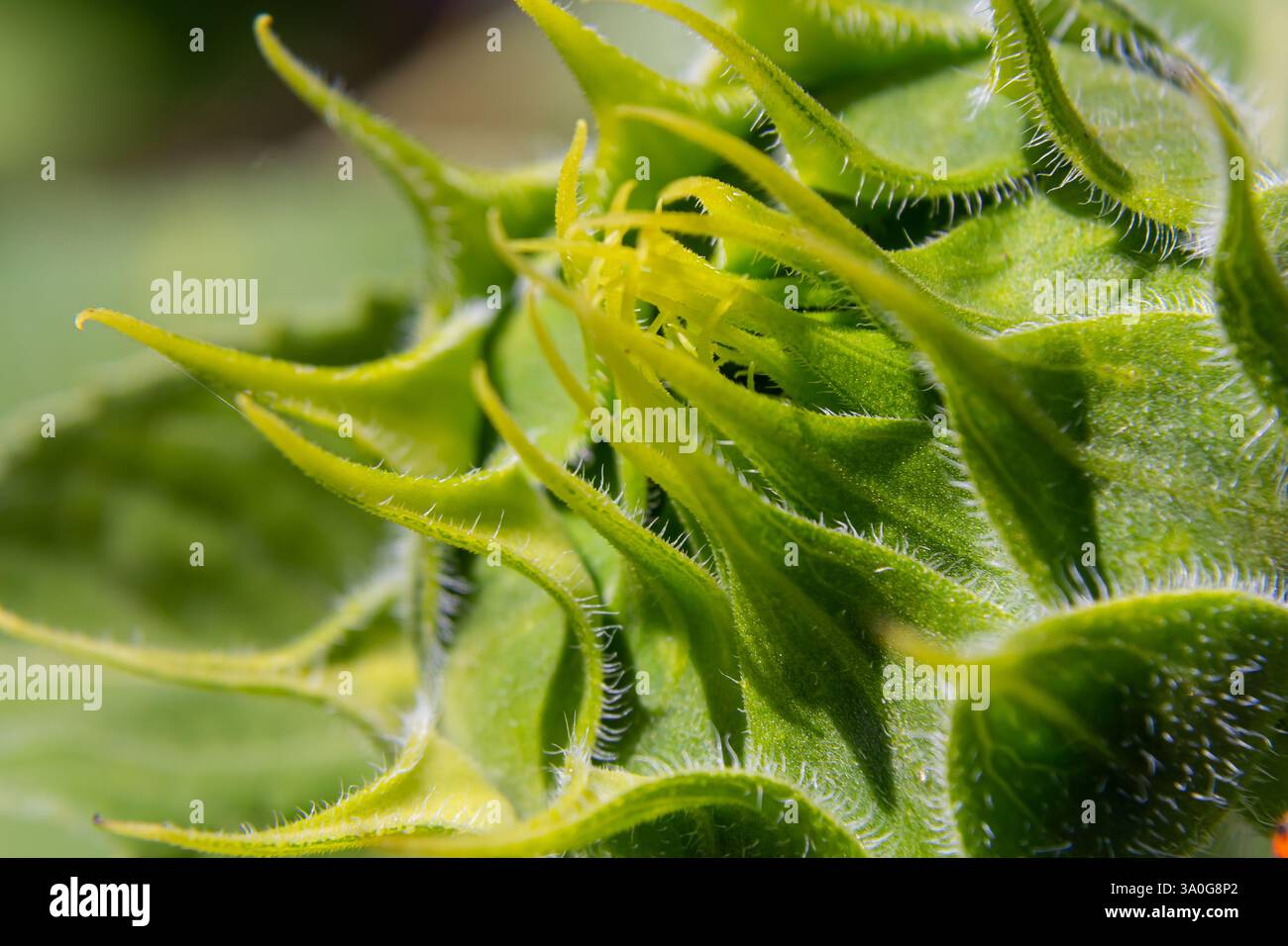 This close-up features a sunflower bud in its early stage, showcasing ...