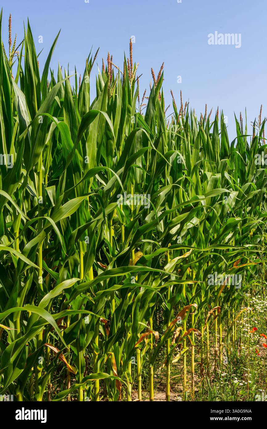 An industrial field of corn sprouts growing in black soil. Corn grow in ...