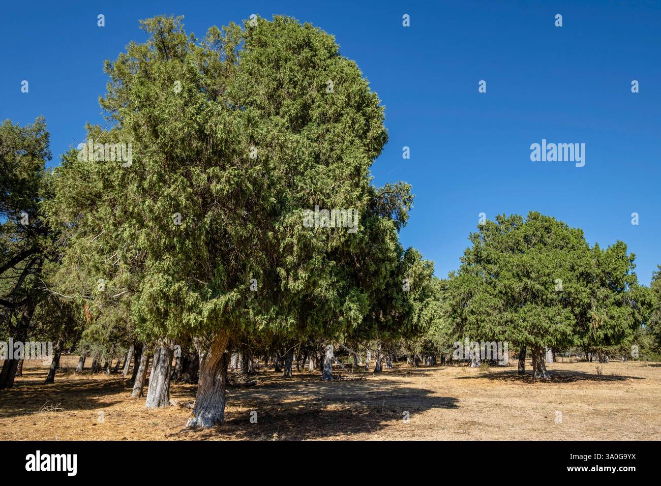 Juniper forest (Juniperus thurifera), listed monumental tree ...
