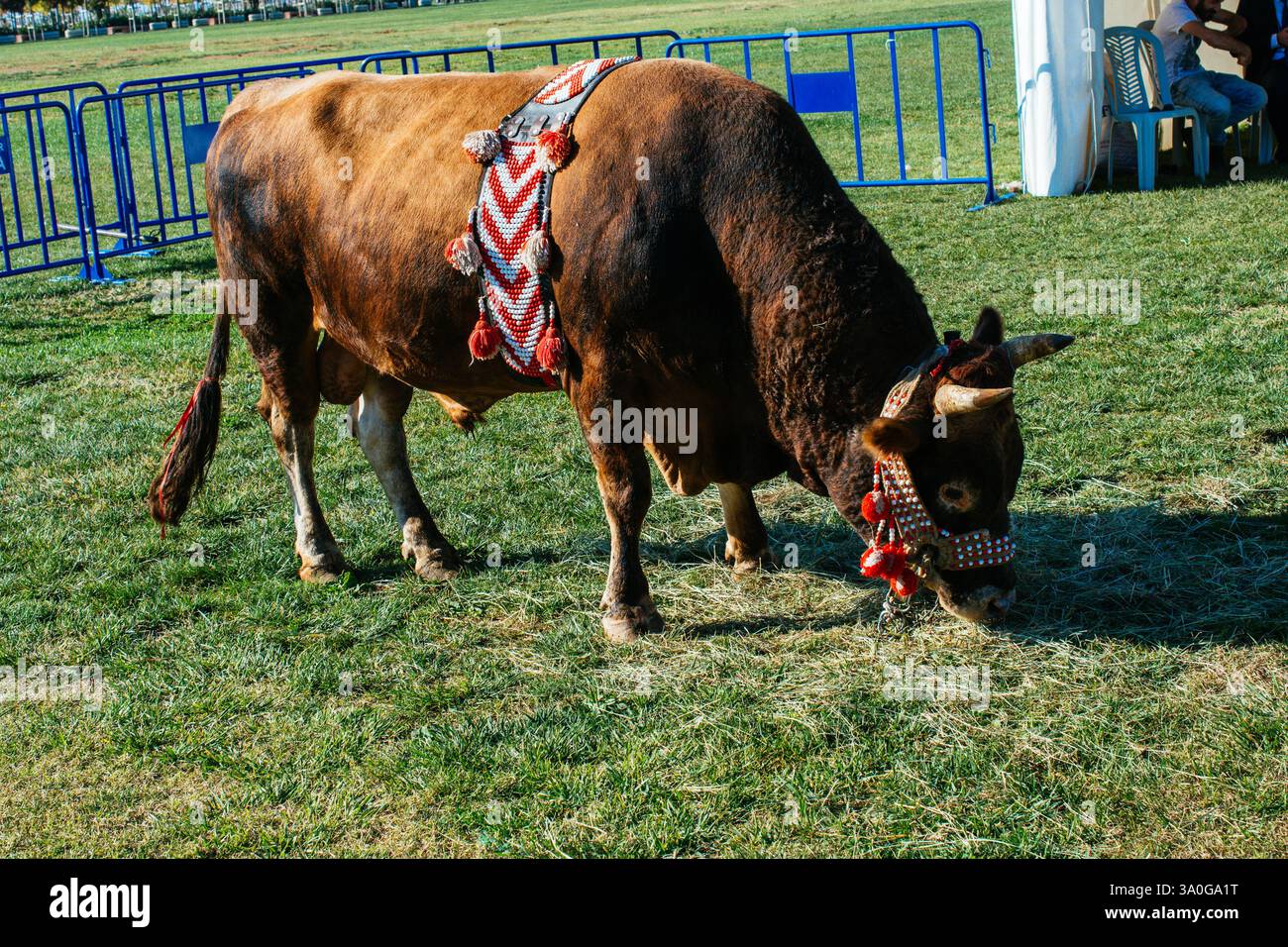 Brown bull with traditional Turkish fabric on it on green grass in ...