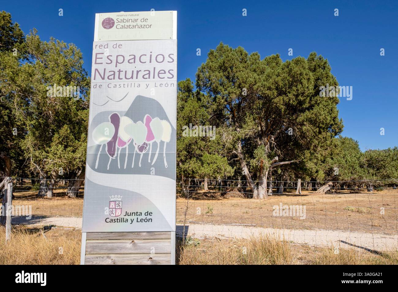 Juniper forest (Juniperus thurifera), listed monumental tree ...