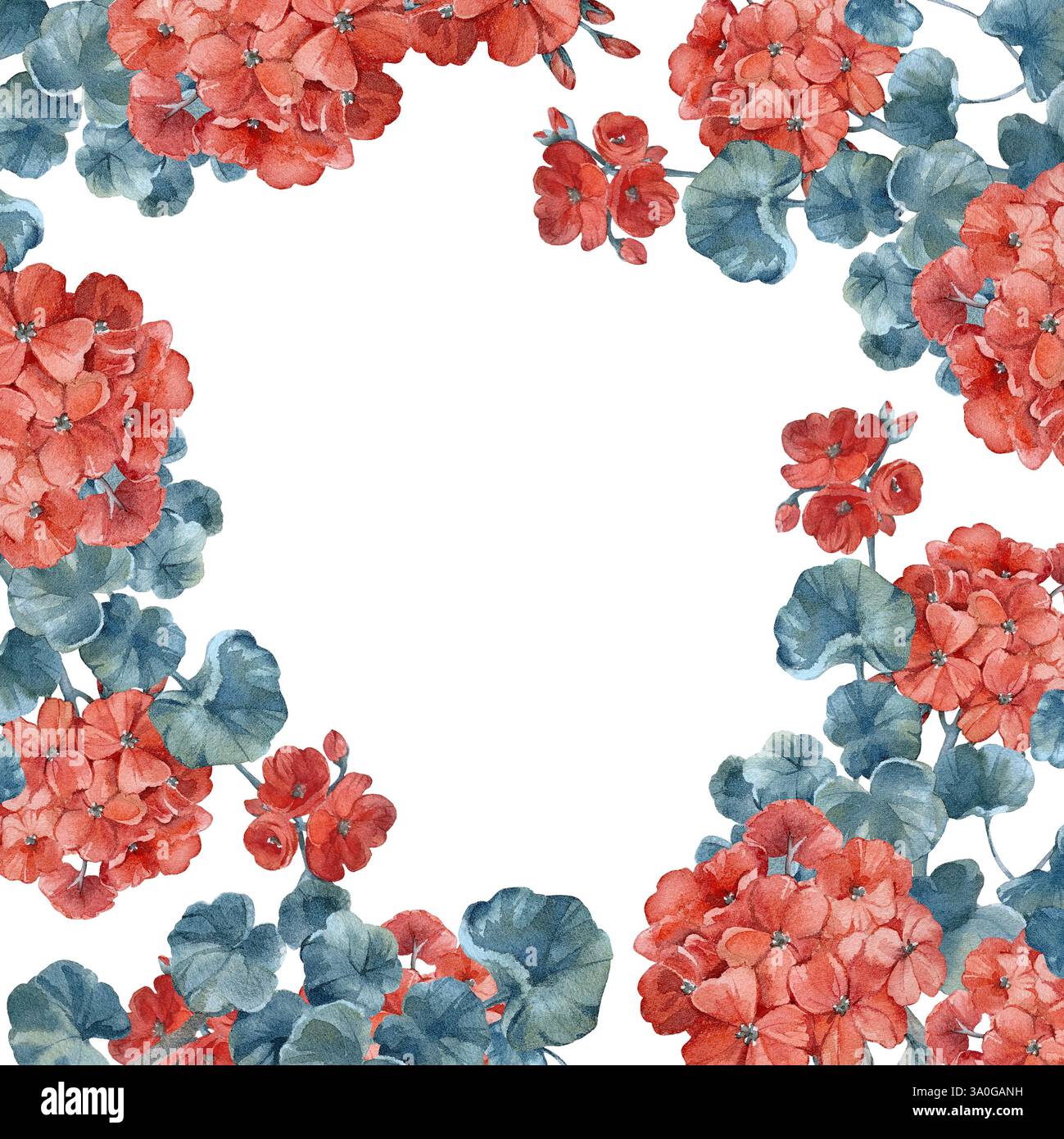 Watercolor frame with hand drawn red geranium flowers and leaves ...