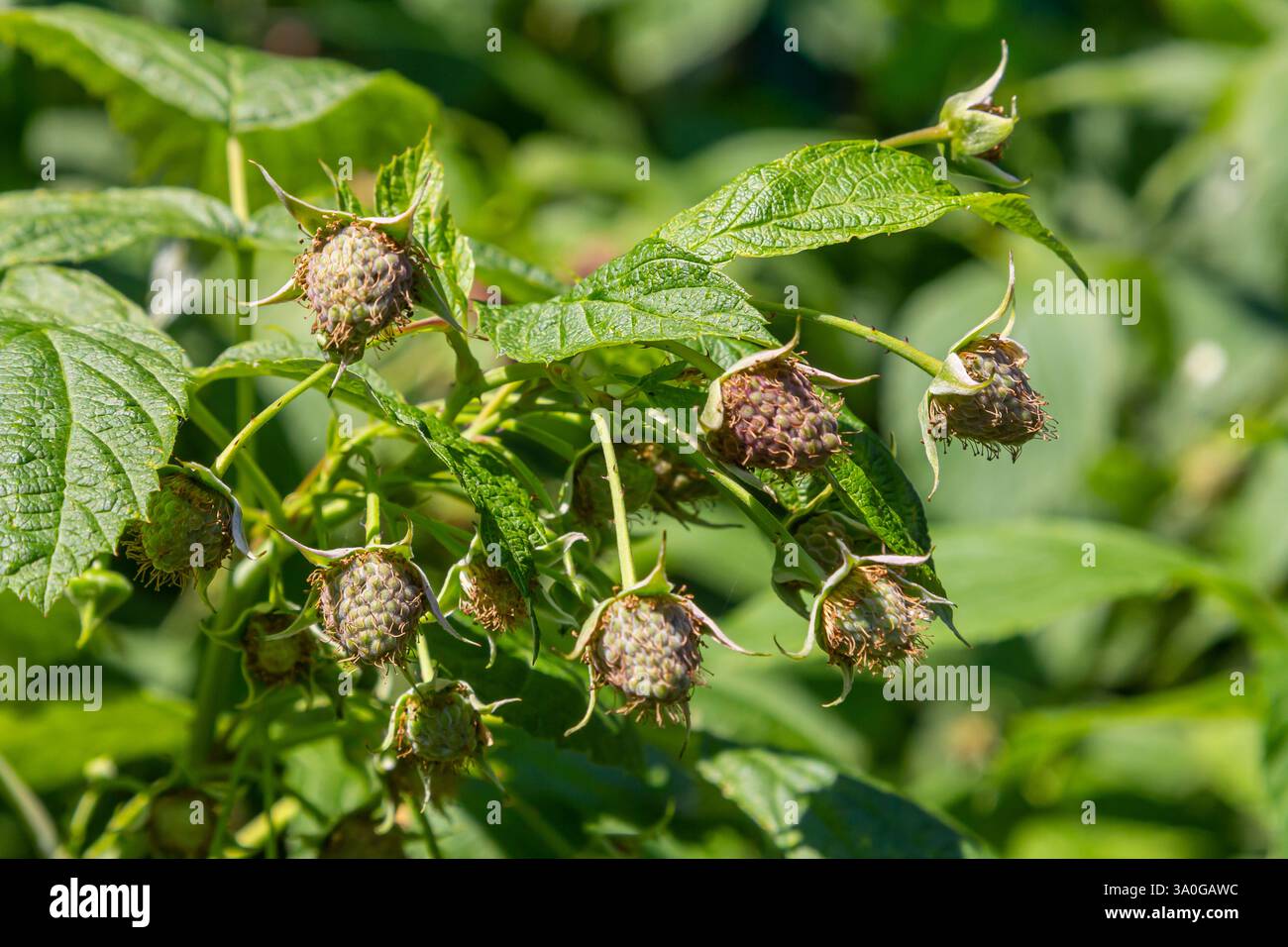 Raspberries on branch in garden hi-res stock photography and images - Alamy