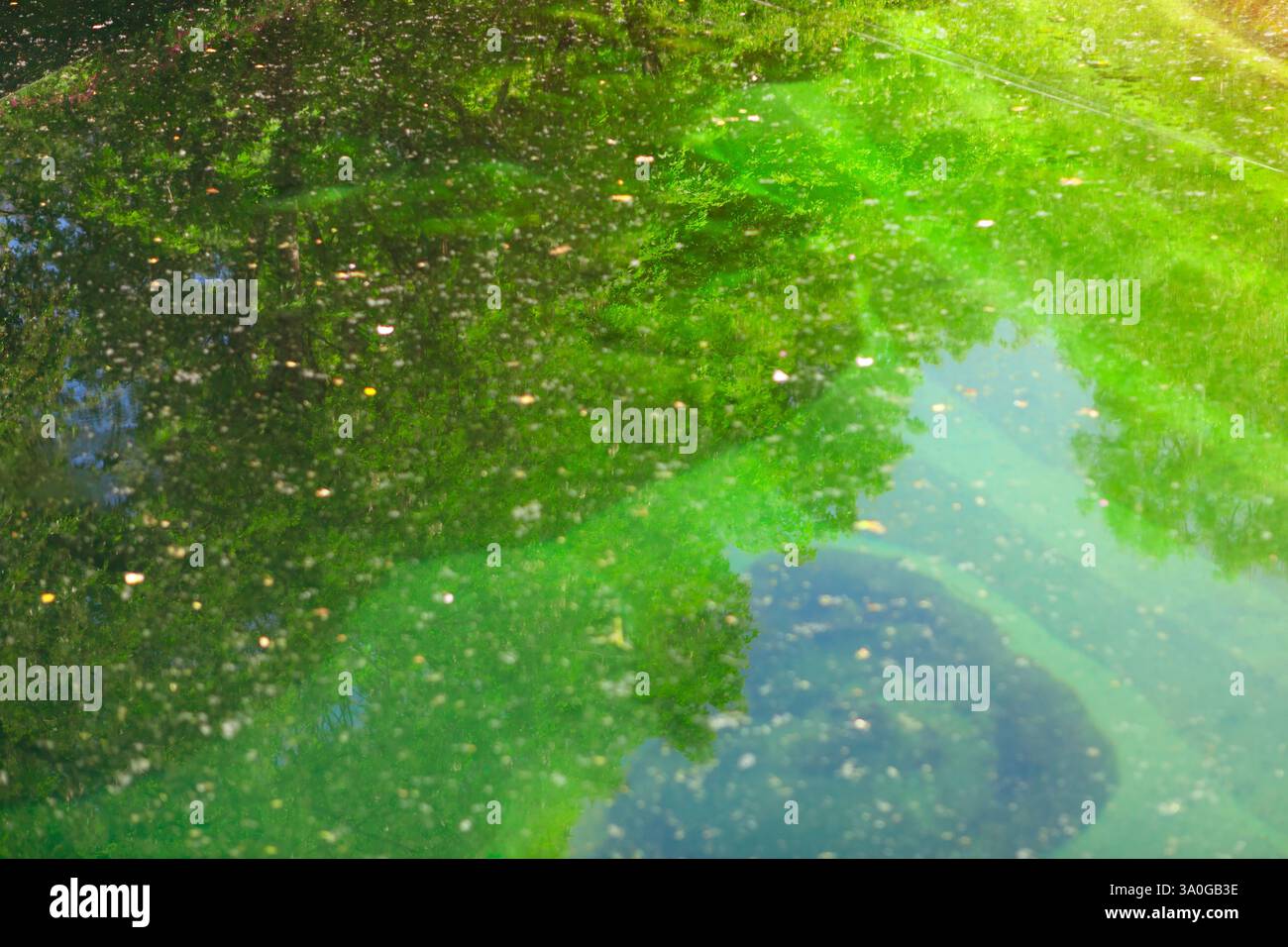 Dense layer of algae creates a murky, greenish hue throughout the water ...