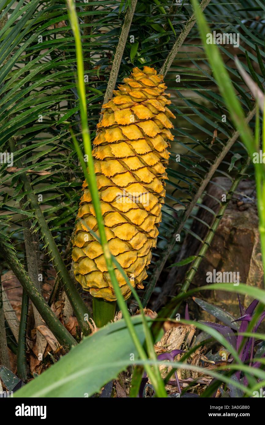 Semi-close up natural patterned seed of Encephalartos Villosus, Ground ...