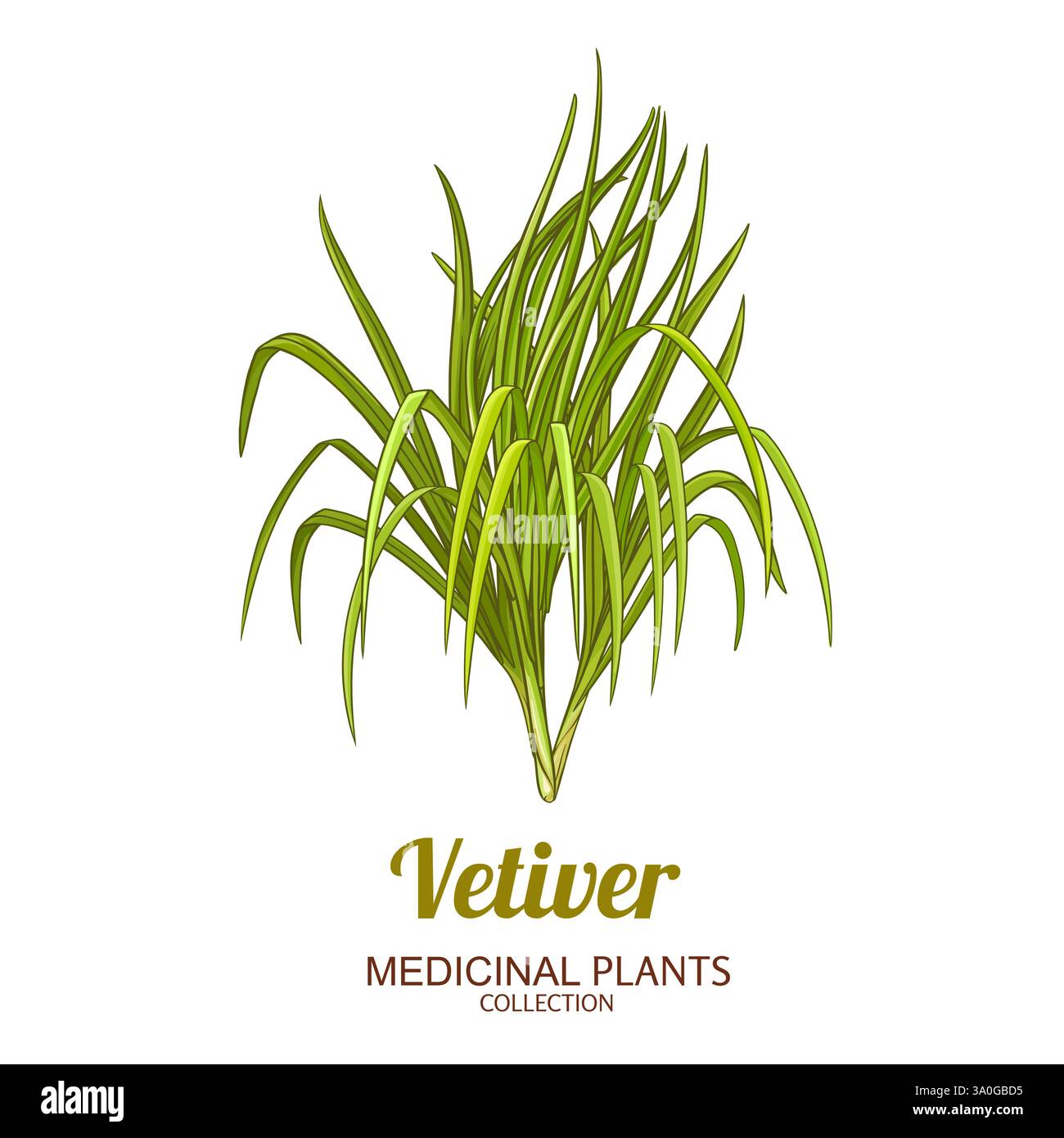 Green vetiver Stock Vector Images - Alamy