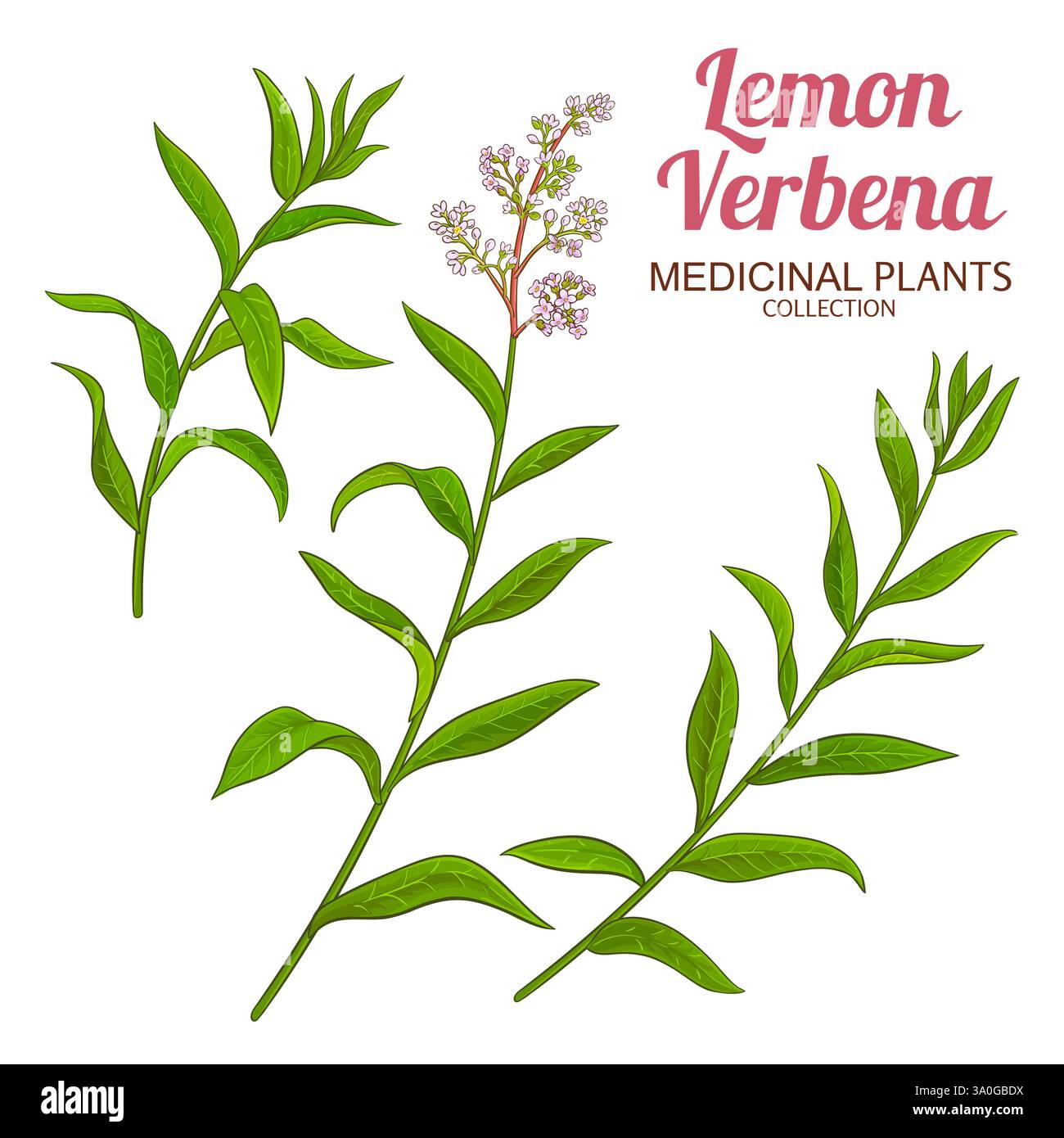 Lemon Verbena Branch Colored Detailed Illustration Stock Vector Image ...