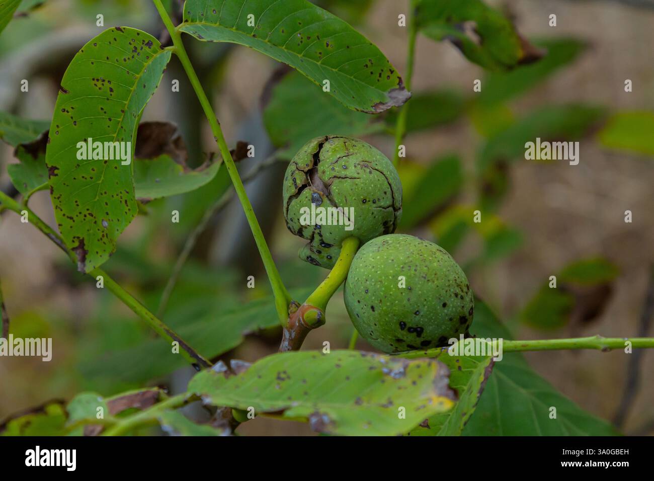 walnut tree, growing walnut in shell on branch, summer trees, green ...
