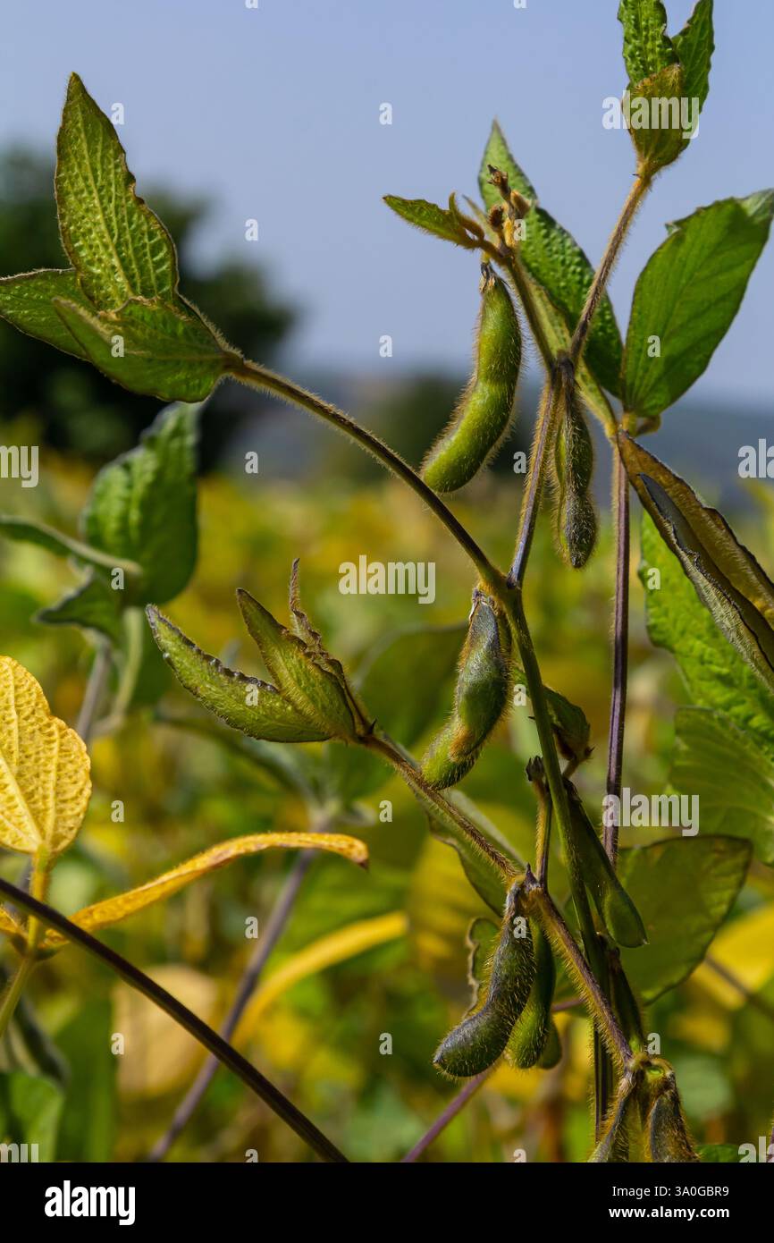 Rows vibrant soybean plants hi-res stock photography and images - Alamy