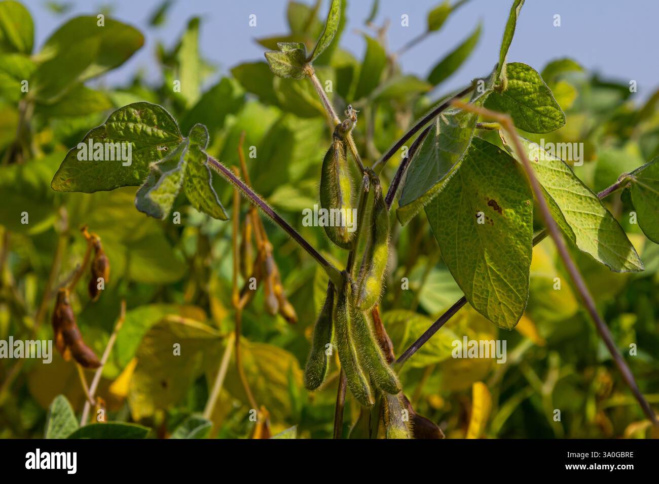 Healthy soybean plants thrive in a thriving agricultural field ...